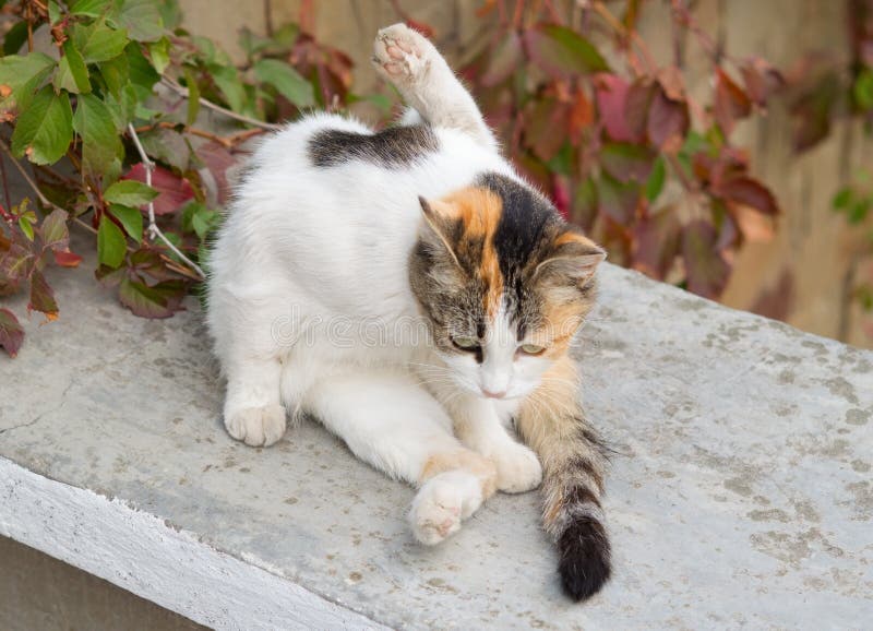 Cat washing itself stock image. Image of hair, pets, washing - 80875847