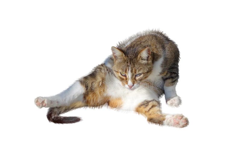 761 Cat Washing Itself Stock Photos - Free & Royalty-Free Stock Photos ...