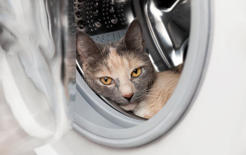Cat is in the Washing Machine Stock Image - Image of look, hiding ...