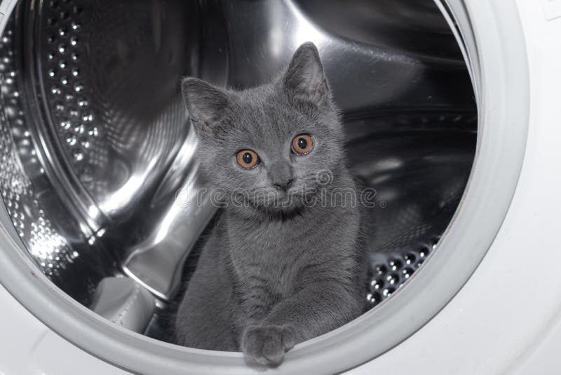 Cat in the Washing Machine . Washing Machine. Pet. Drum Machines ...