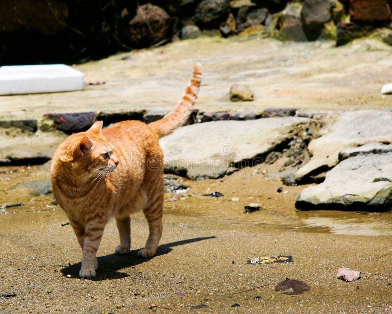 Cat on a wasted beach stock photo. Image of ginger, yellow - 38178410