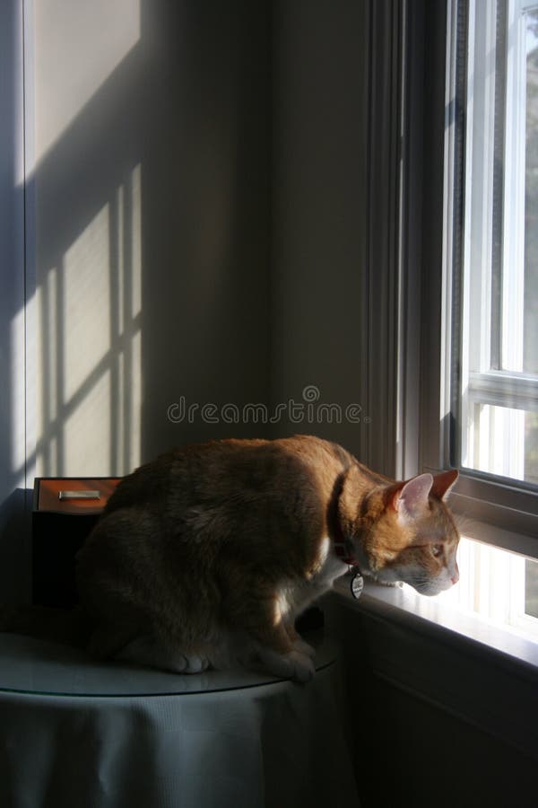 Cat on the watch stock image. Image of shield, hide, looking - 1142795
