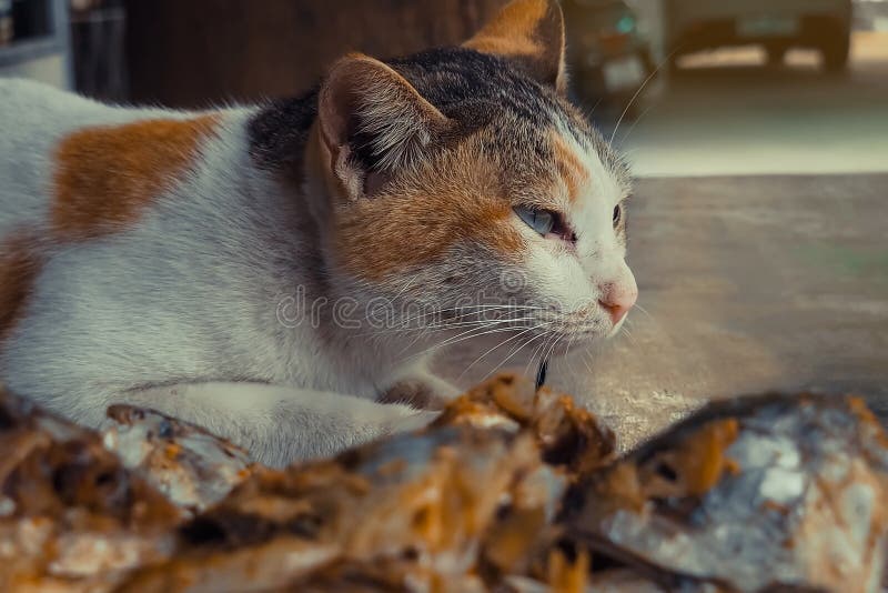 Cat Watch Deep Fried Fish Head Stock Image - Image of asleep, fluffy ...