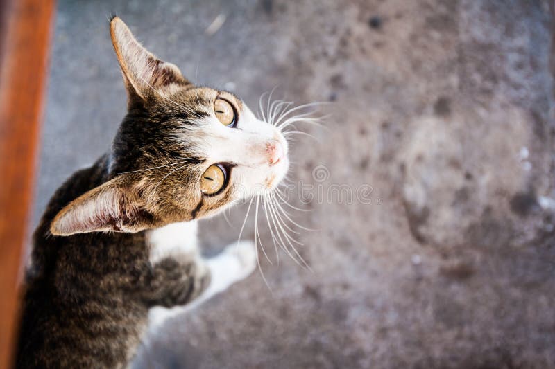 Cat watch stock photo. Image of animal, watching, thailand - 61039900