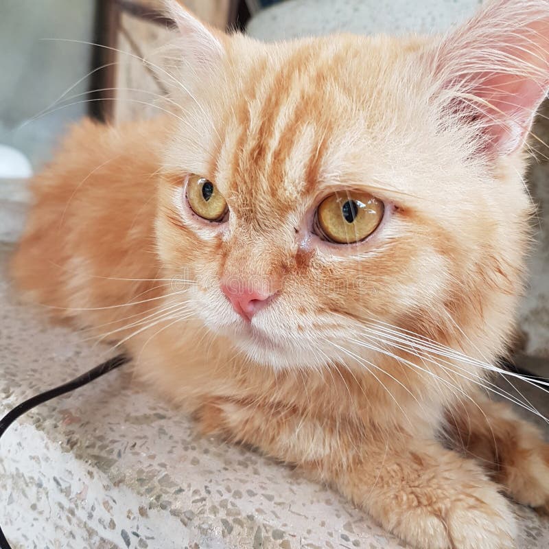 Cat Watch Stare Interested Suspect Stock Photo - Image of kitten ...