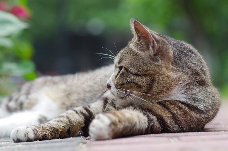 Cat watching stock photo. Image of outside, curiously - 24993706