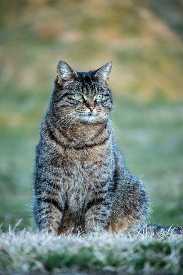 Cat is watching stock image. Image of carnivore, plant - 381651135