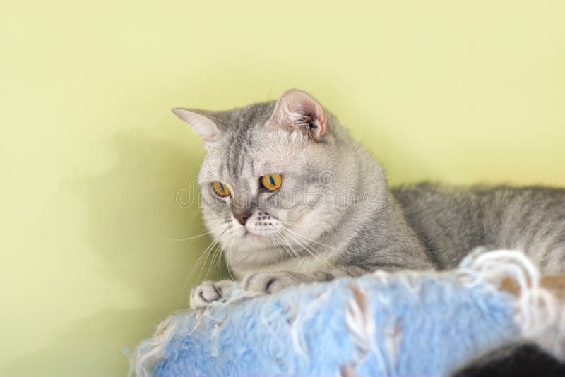 Cat watching from its cote stock image. Image of lovely - 6183595