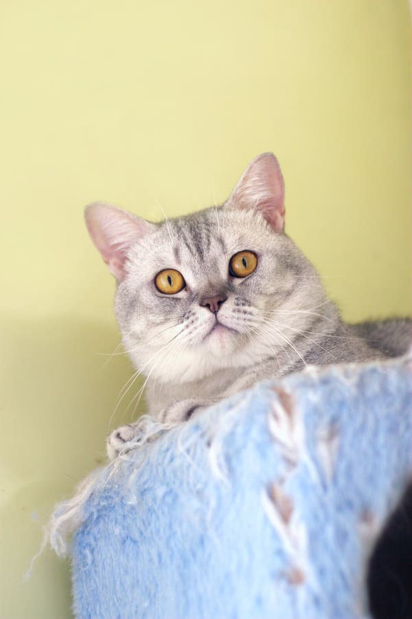 Cat watching from its cote stock photo. Image of cote - 6184162