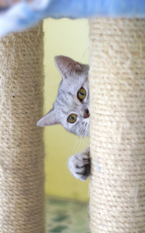 Cat watching from its cote stock image. Image of moggy - 6191571