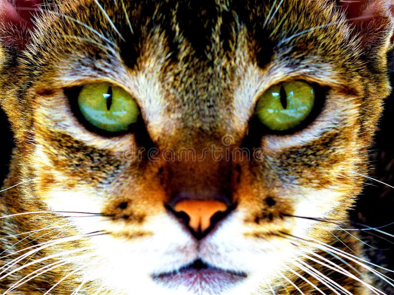 Cat stock image. Image of eyes, green, lens, camera, watching - 98962581