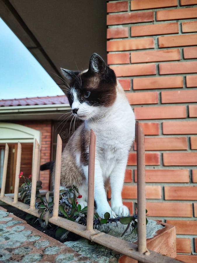 Cat Watching the Movement on Top of the Wall Stock Image - Image of ...