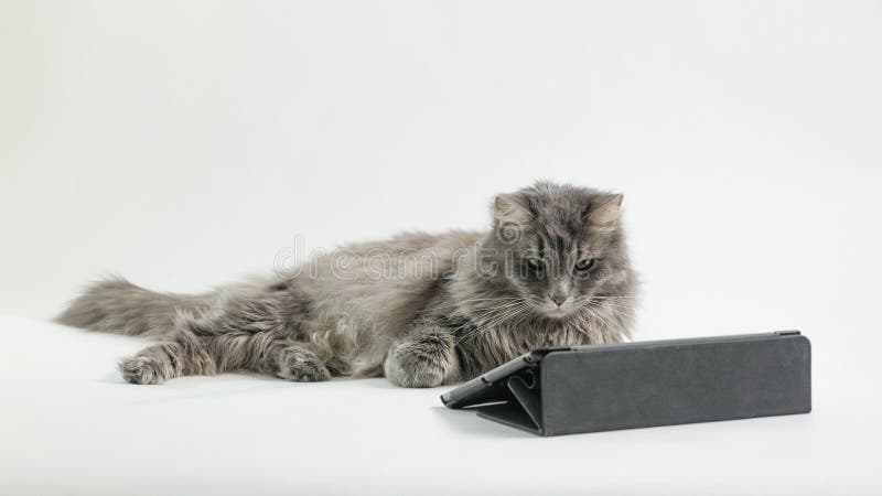 The Cat Watching at the Screen Stock Photo - Image of geek, chewie ...