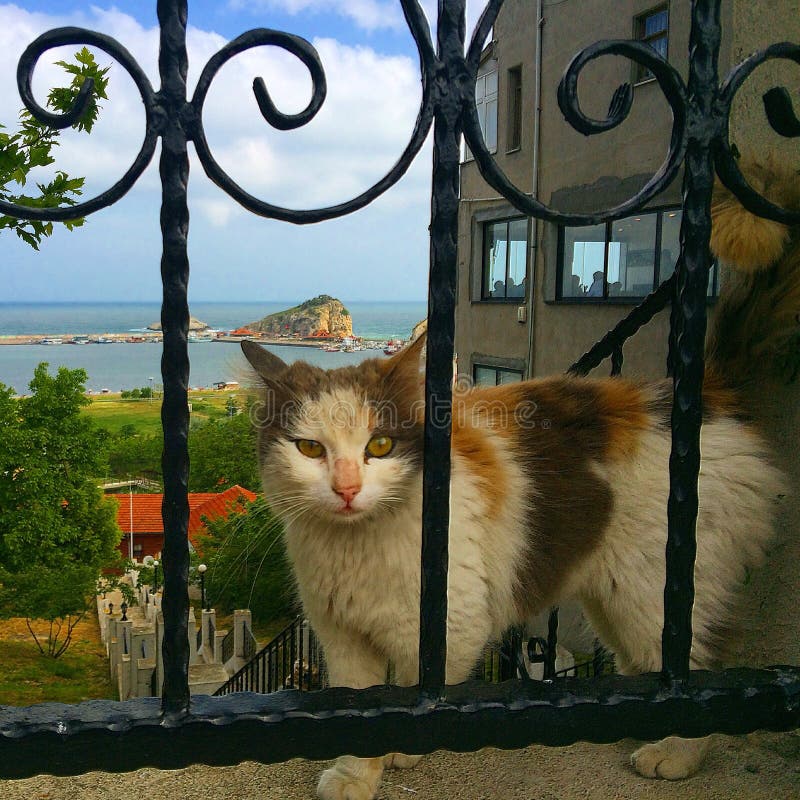 Cat stock photo. Image of animal, watching, cute, scenery - 54431540