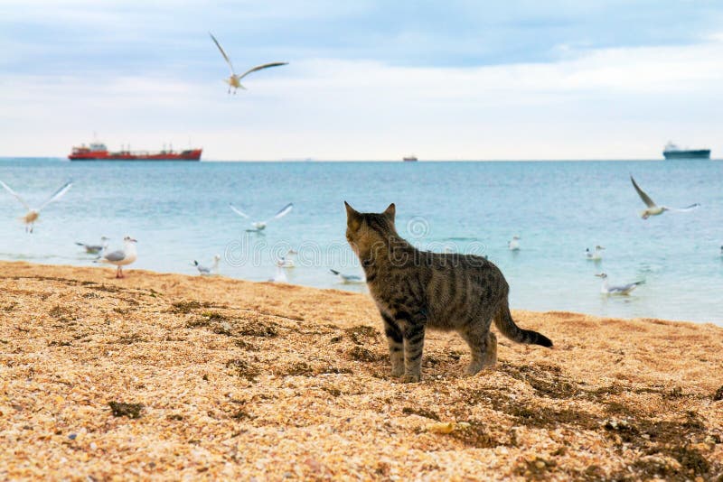 Tomcat on beach. stock image. Image of hunting, expression - 20137495