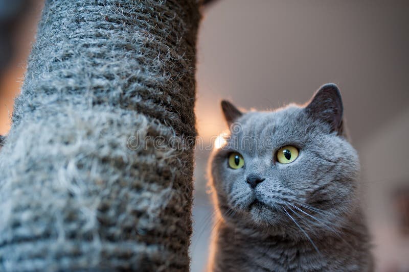 Cat watching stock image. Image of eyes, home, tree, hair - 63817523