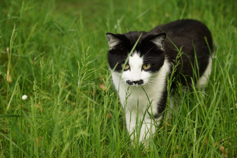 Cat watching tensely stock image. Image of katze, watching - 55783751