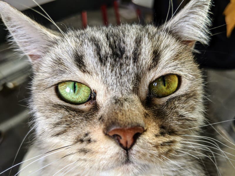 A cat watching you stock image. Image of watching, portrait - 164493325