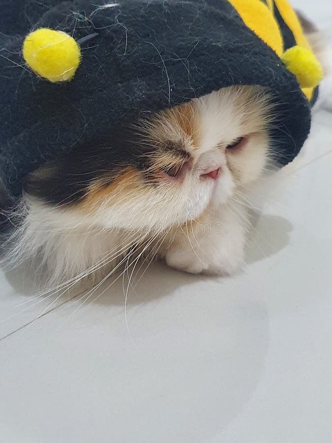 A bee cat stock image. Image of wearing, yeloow, mammal - 202111609