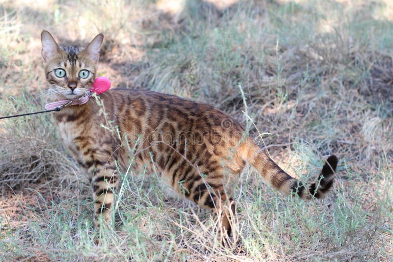 Cat Wearing Collar with GPS Tracking System Stock Photo - Image of ...