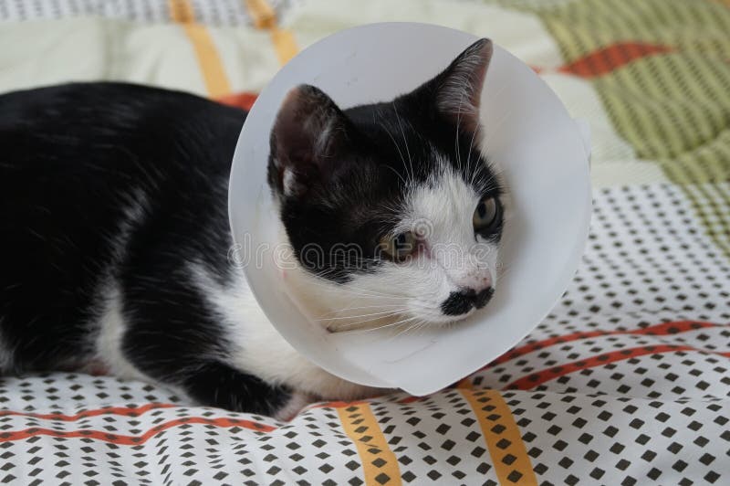 Cat Leg Splint Sleeping on Fabric. Stock Photo - Image of sleep ...