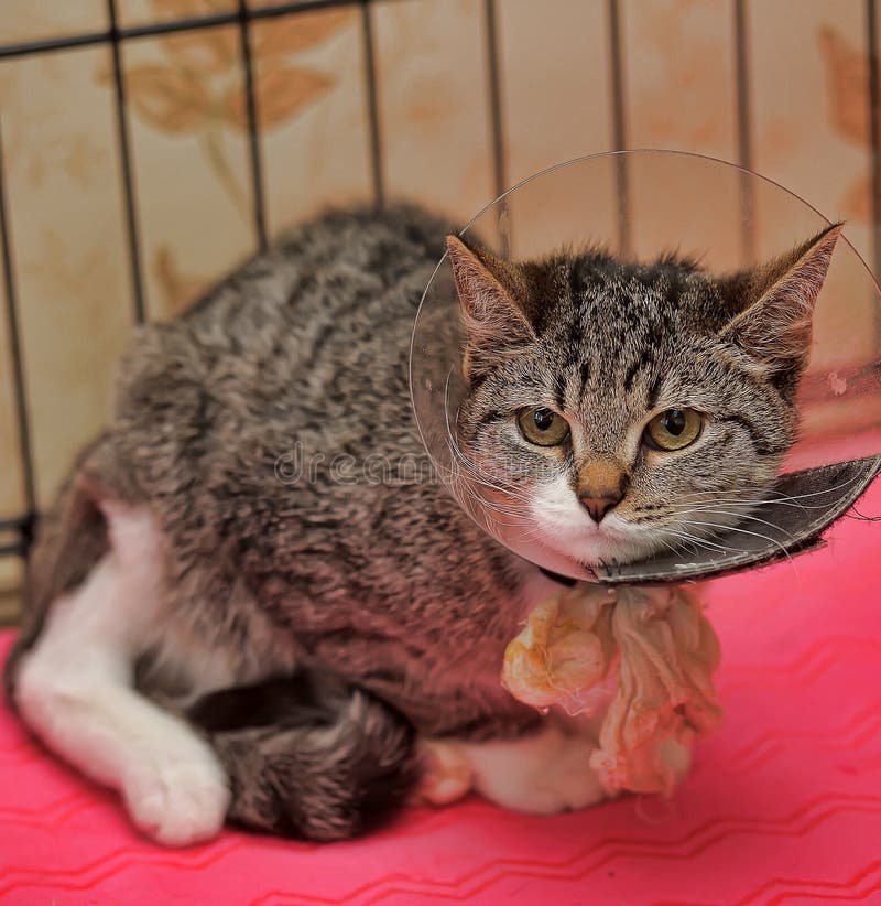 Cat Wearing a Funnel Collar Stock Image - Image of operation, illness ...