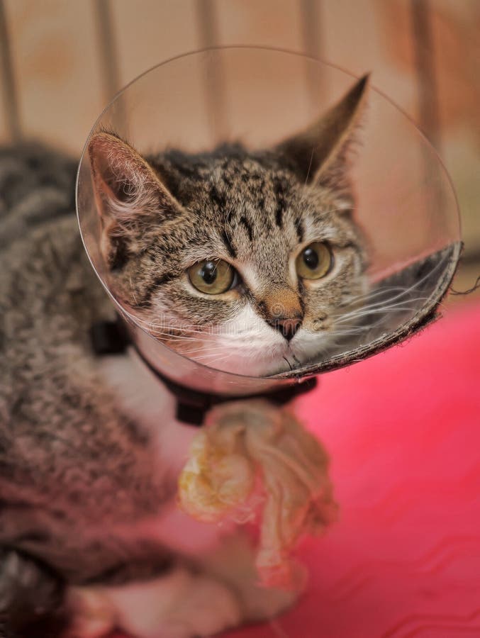 Cat Wearing a Funnel Collar Stock Image - Image of patient, looking ...