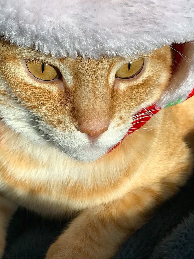 403 Cat Wearing Furry Hat Stock Photos - Free & Royalty-Free Stock ...