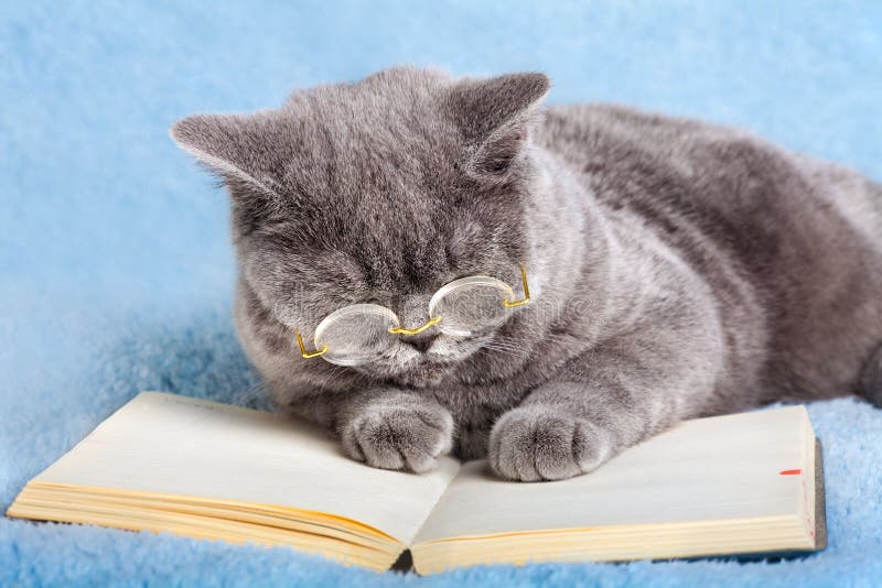 Cat Wearing Glasses Reading Notebook Stock Photo - Image of knowledge ...