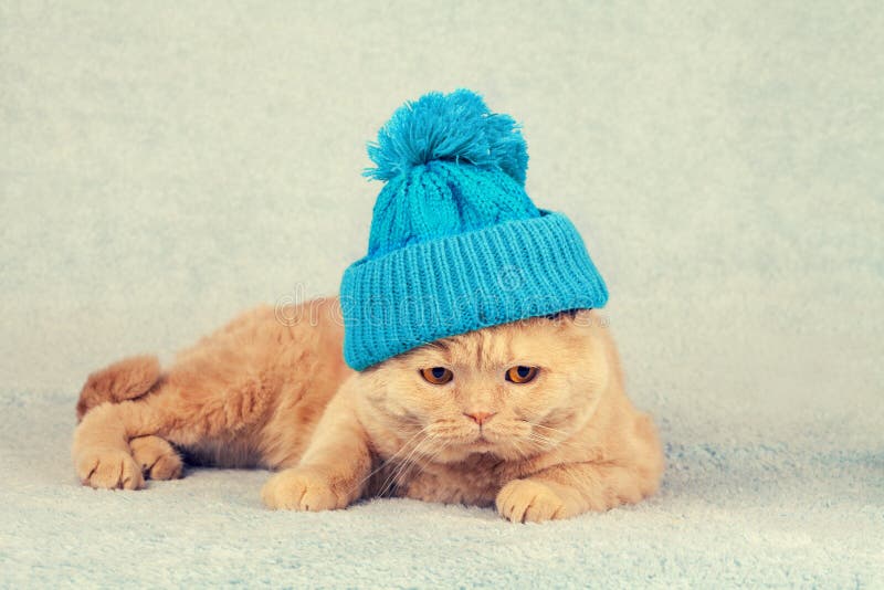 Cat wearing a knitted cap stock image. Image of animals - 77926311