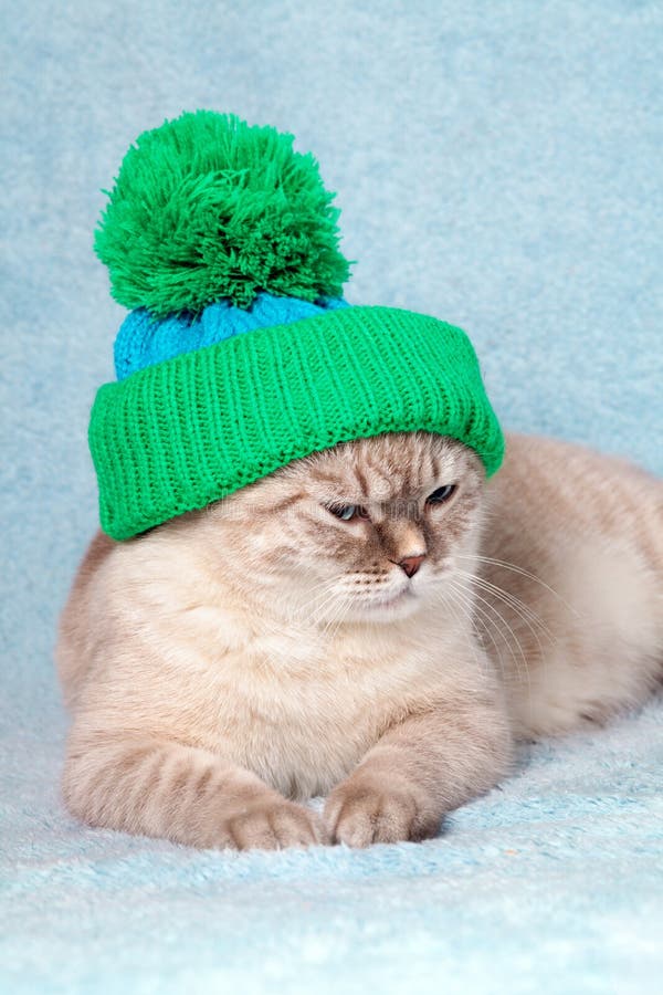 Cat wearing a knitted cap stock photo. Image of funny - 62136948