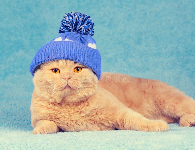 Cat wearing knitted cap stock image. Image of color, cozy - 78003829