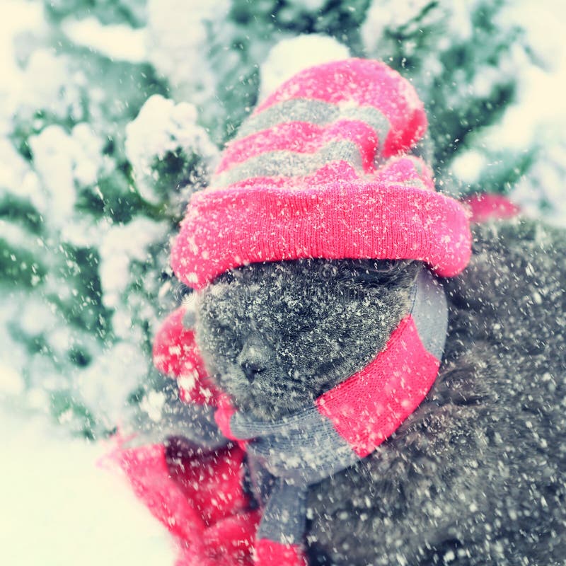 Cat Wearing Knitting Hat and Scarf Stock Image - Image of glitter ...