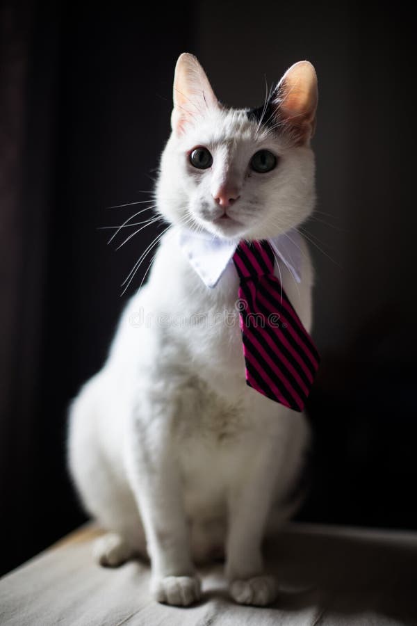Cat Tie Stock Photos - Download 2,598 Royalty Free Photos