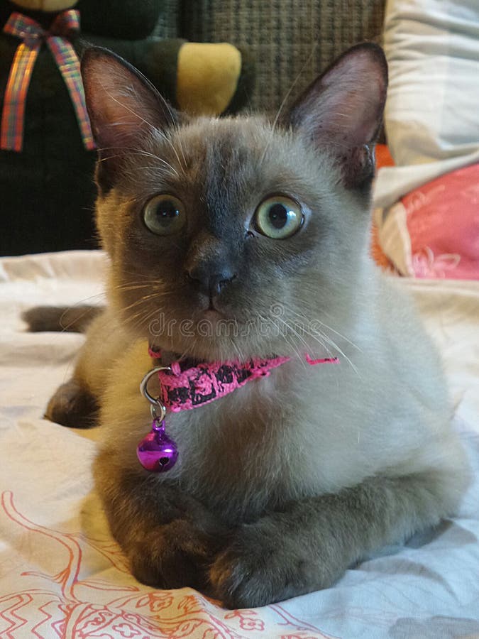 Cat wearing pink collar stock photo. Image of eyes, collar - 86568974