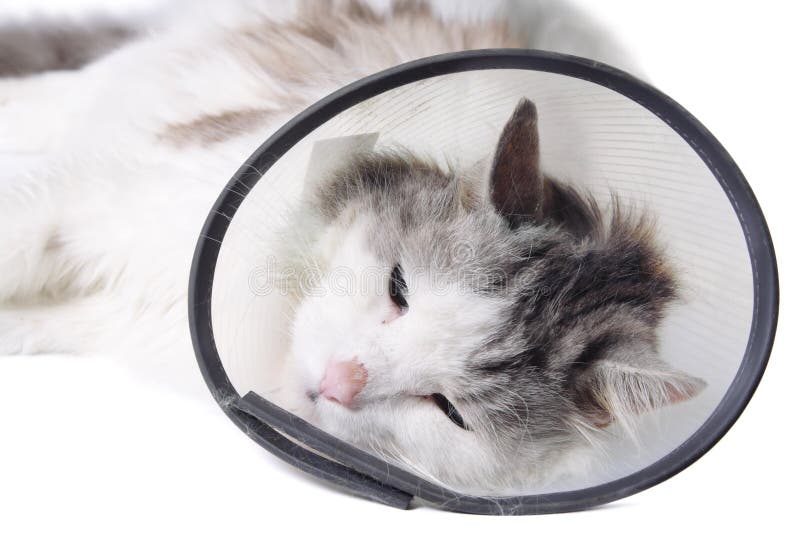 Cat wearing a protective stock photo. Image of furry - 21531064