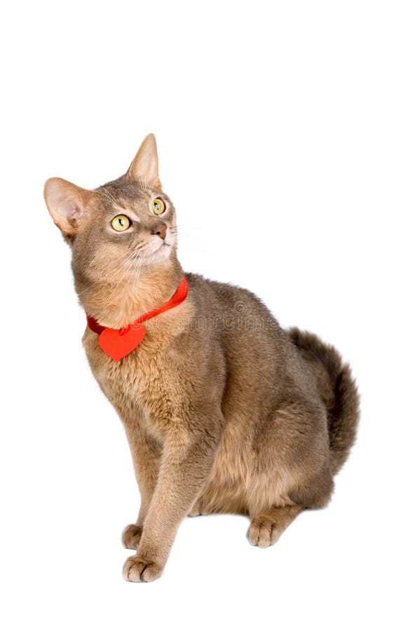 Cat Wearing Red Heart on Ribbon Stock Image - Image of sitting ...