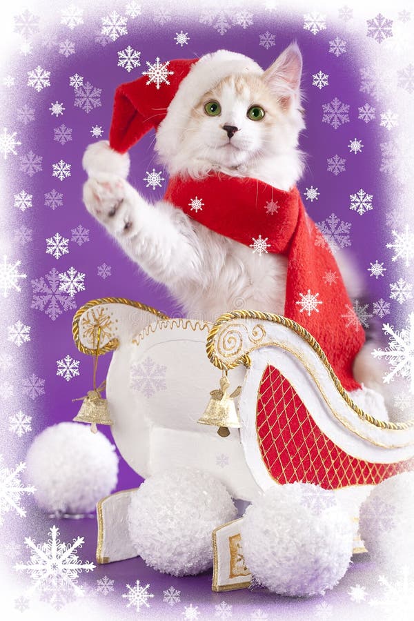 Cat wearing a santa hat stock photo. Image of claus, christmas - 47019966