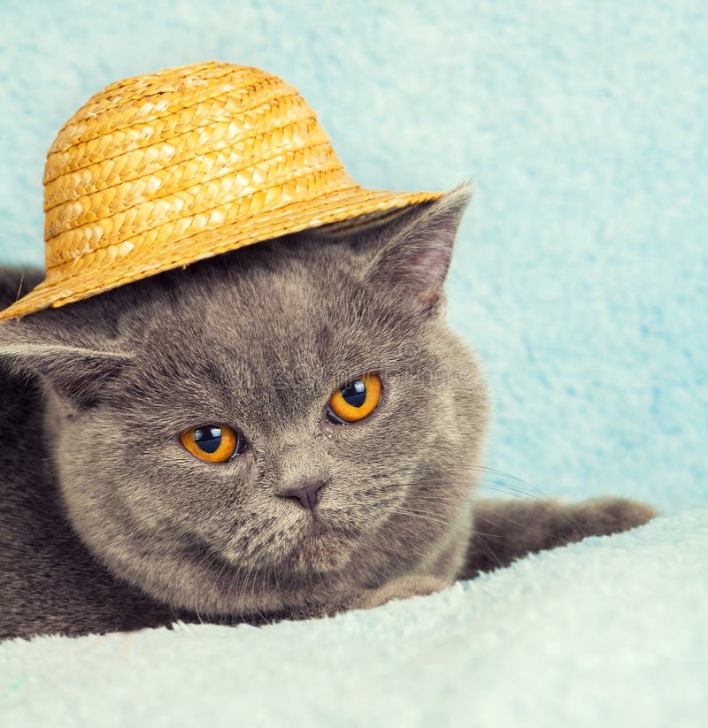 Cat wearing straw hat stock image. Image of looking, british - 64156721