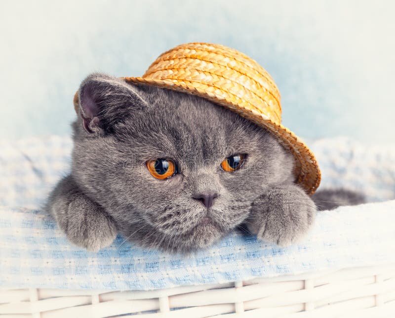 Cat Wearing Straw Hat Photos - Free & Royalty-Free Stock Photos from ...