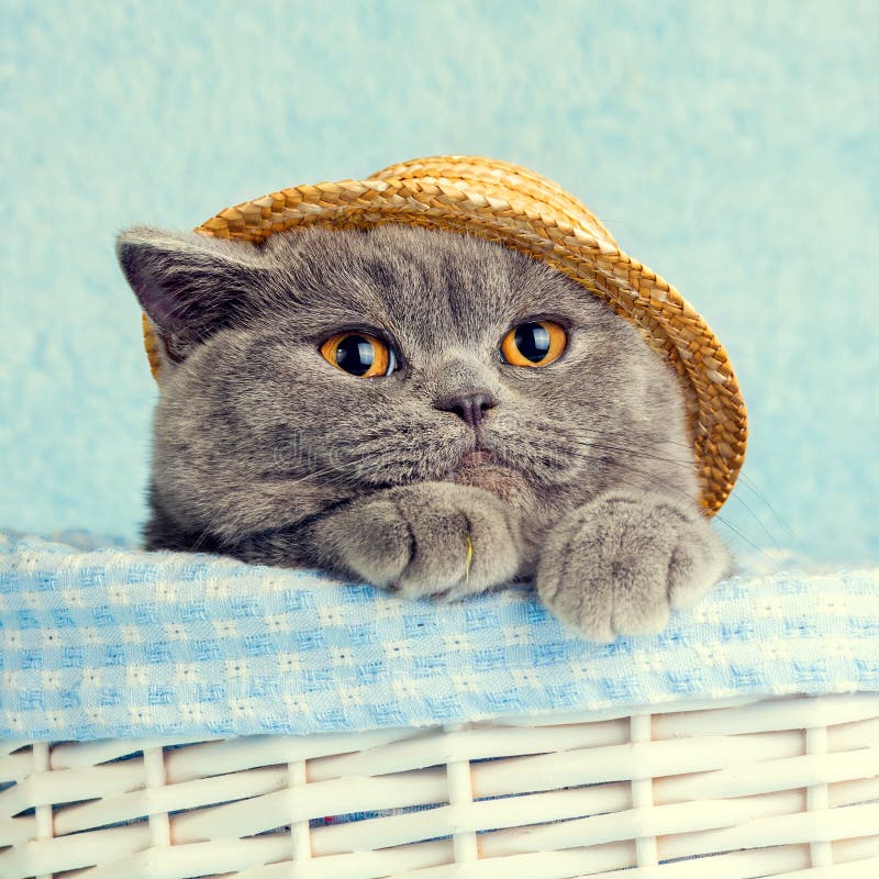 Cat wearing straw hat stock image. Image of beauty, full - 64281467