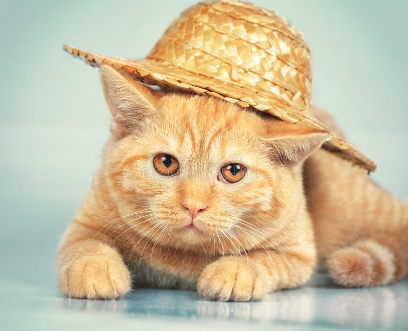 Cat wearing straw hat stock image. Image of beautiful - 85247403