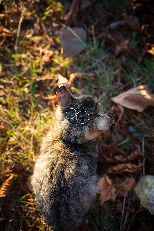 Cat with wedding rings. stock photo. Image of foliage - 105344262