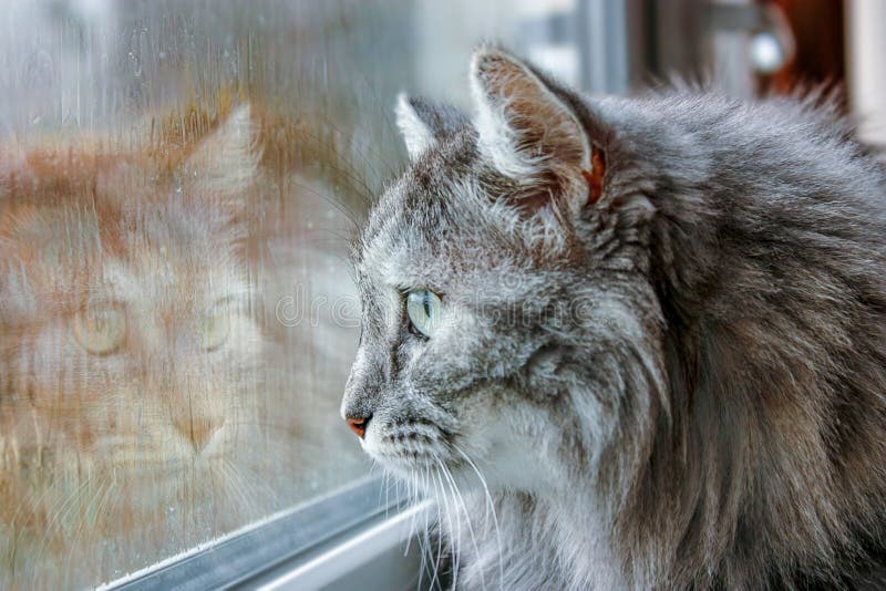 767 Cat Rain Window Stock Photos - Free & Royalty-Free Stock Photos ...
