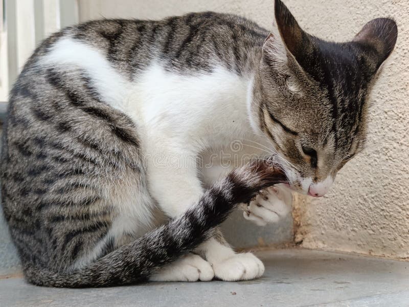 A cat which is eating stock image. Image of white, tail - 259169969