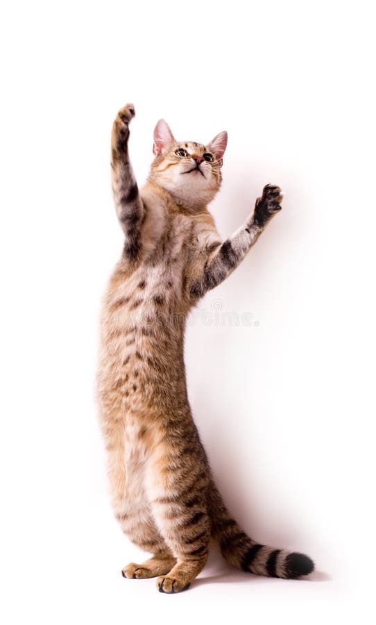 Funny Baby Cat Hanging on Rope Stock Photo - Image of play, hold: 24502034