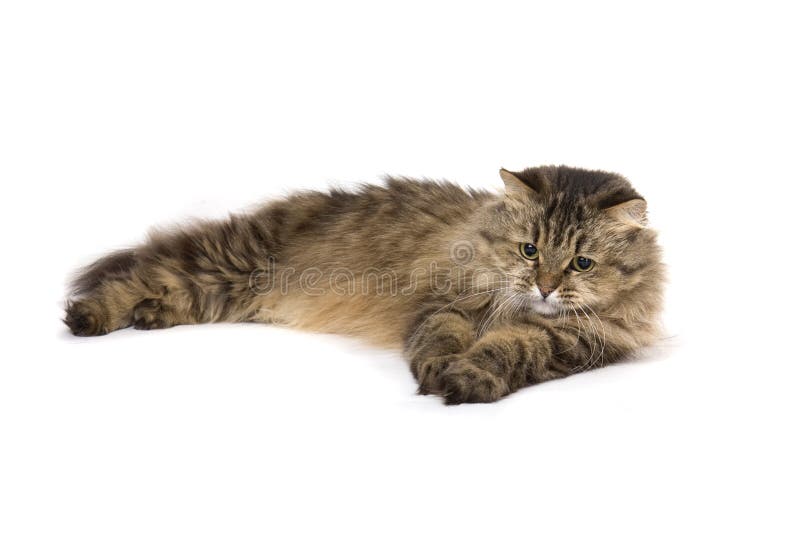 124 Cat Iris Texture Stock Photos - Free & Royalty-Free Stock Photos ...