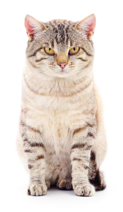 Funny Playful Cat on White Background Stock Photo - Image of jumping ...