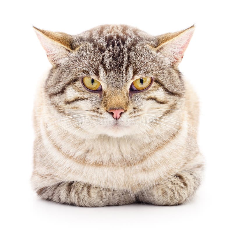 Funny Playful Cat on White Background Stock Photo - Image of jumping ...