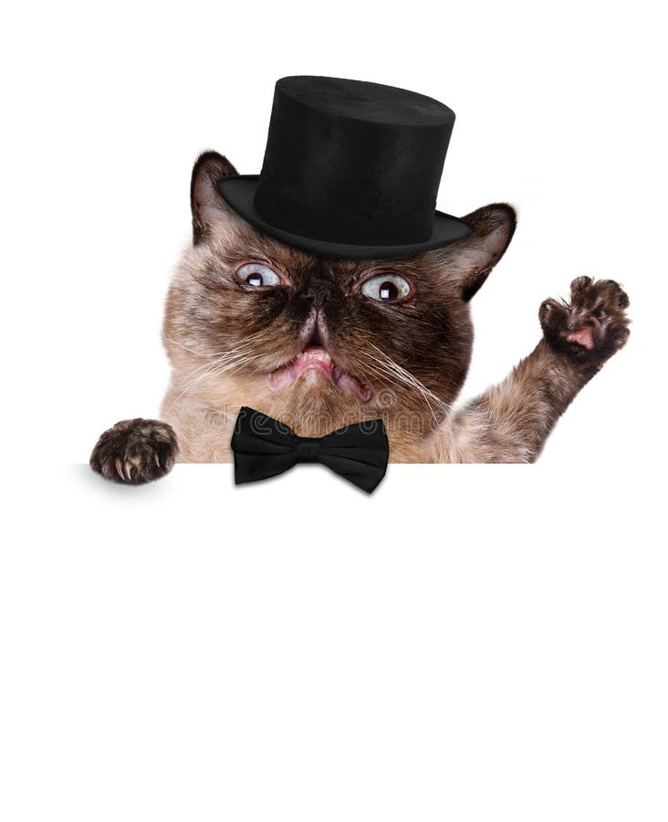 Placeholder banner cat. stock image. Image of blank, copyspace - 53499215
